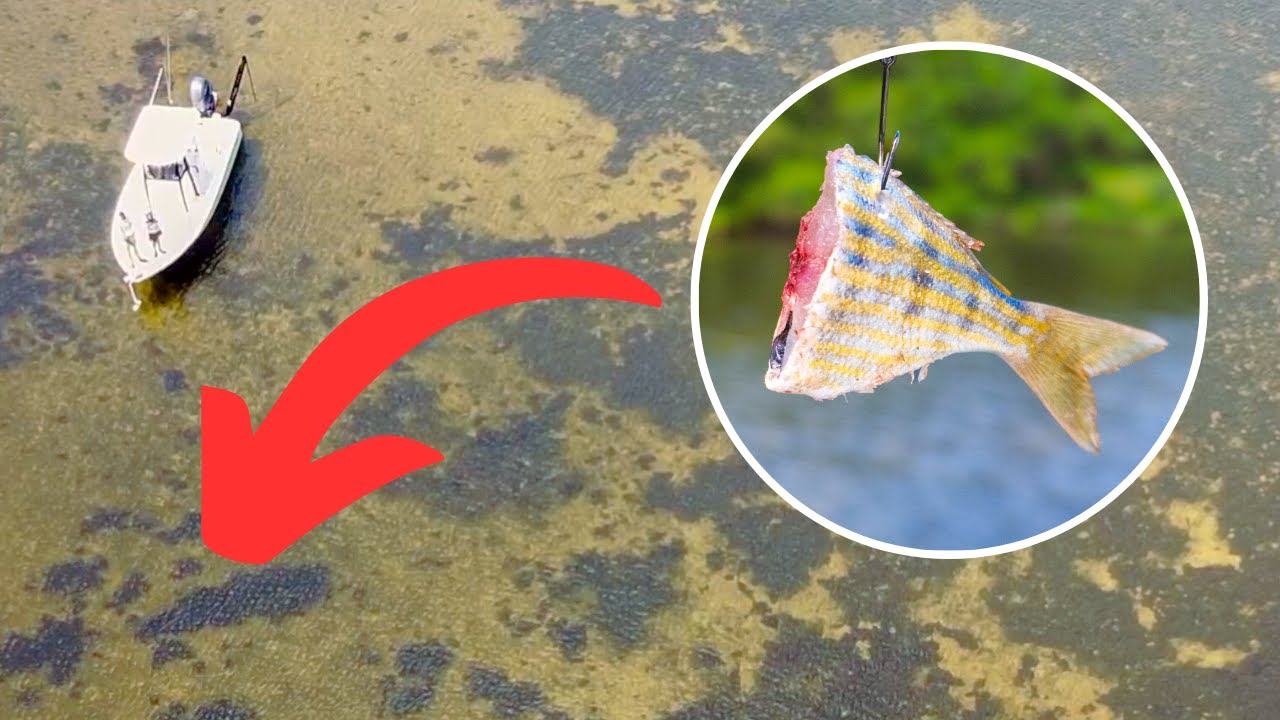 Fishing for Redfish Using Cut Bait! Easy Technique - YouTube