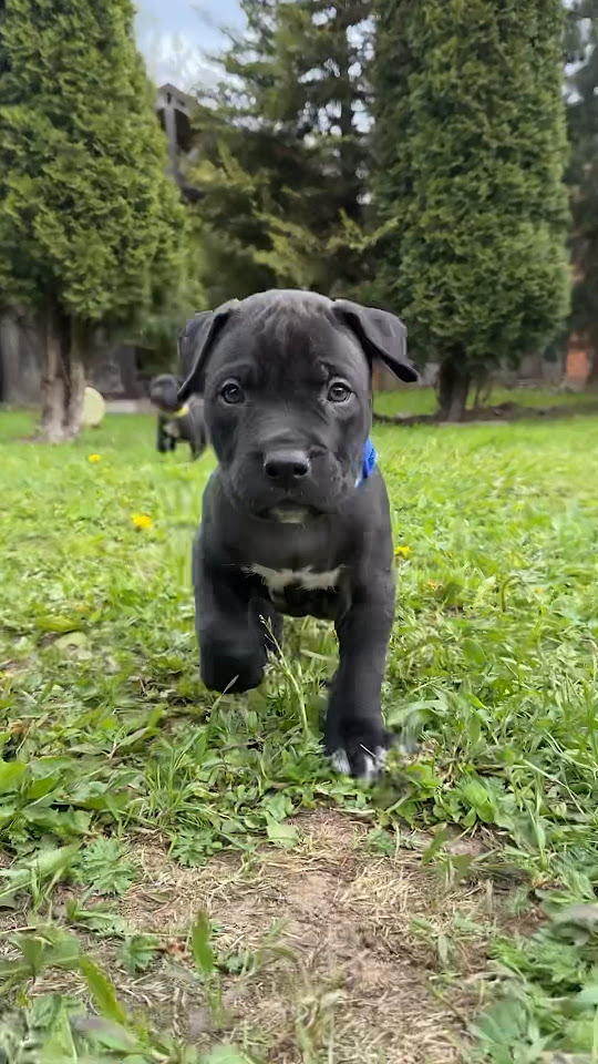 Американский питбуль😍Мальчик свободен🔥 #щенки #puppy #питбуль # ...