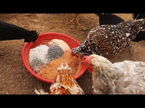 Tavuklara Bu Yemi Verince Yumurtlamaya Başlar !