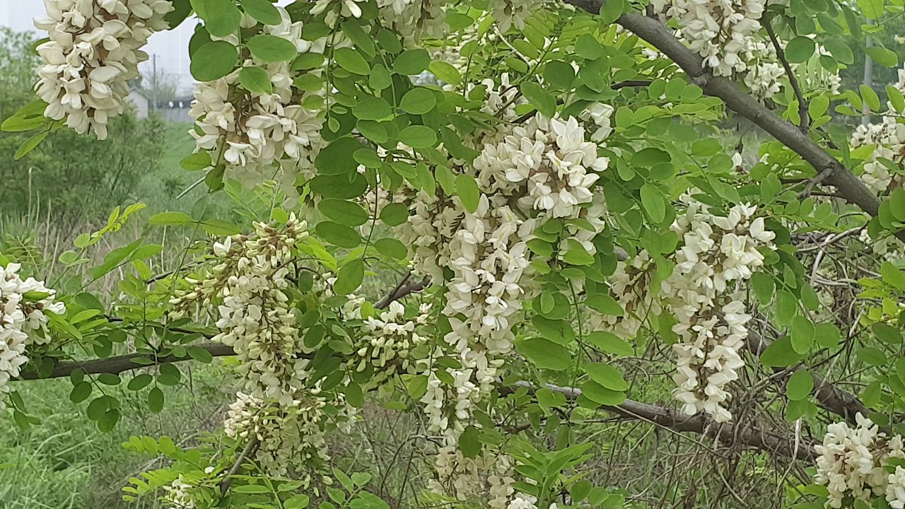 시/제목/아카시아 향기Acacia Scent/지은이/ 정원에 부는 바람 - YouTube