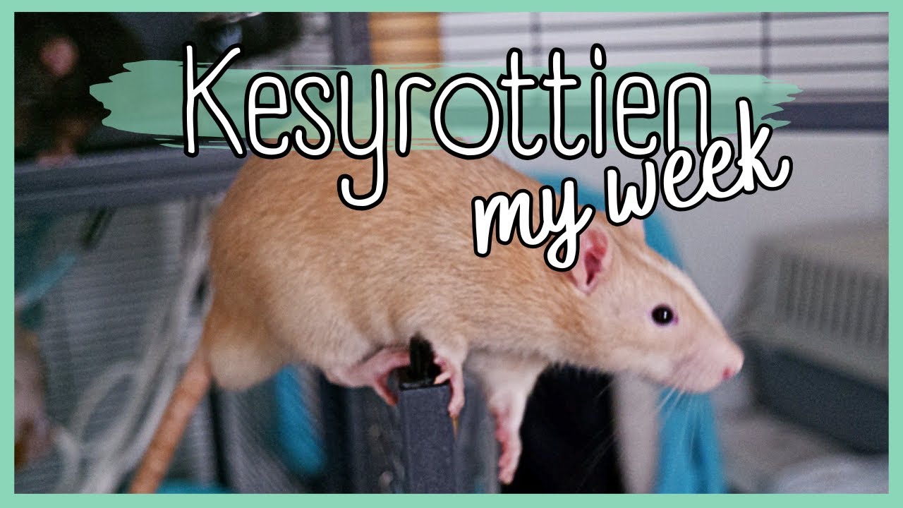 VIIDEN KESYROTAN VIIKKO - YouTube