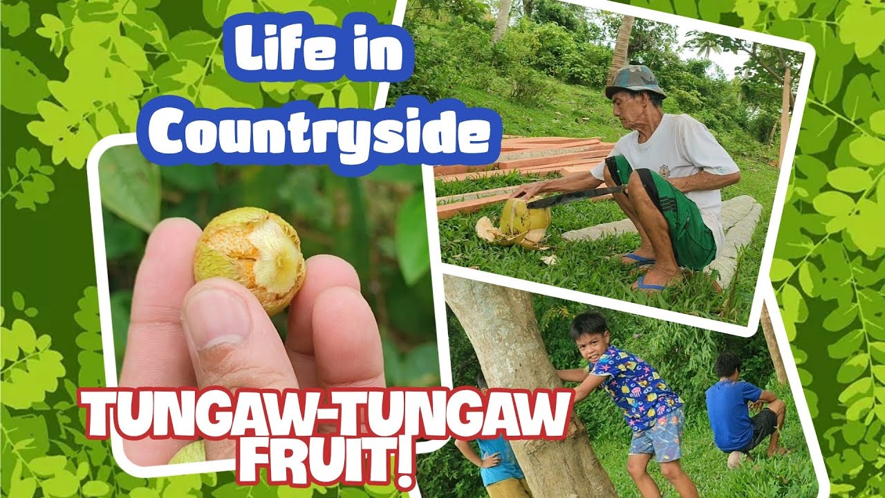 Life in countryside! Tungaw-tungaw fruit. - YouTube