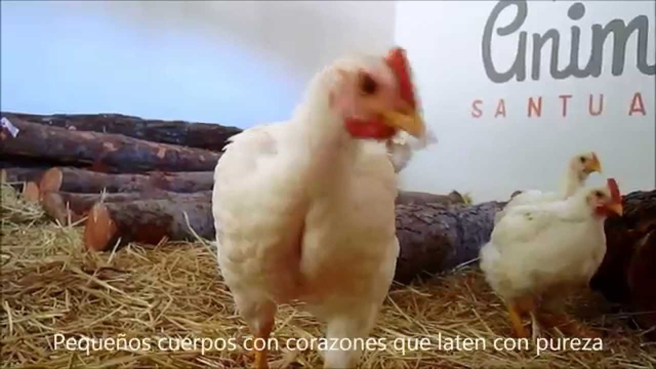 16 pollos broiler rescatados - YouTube