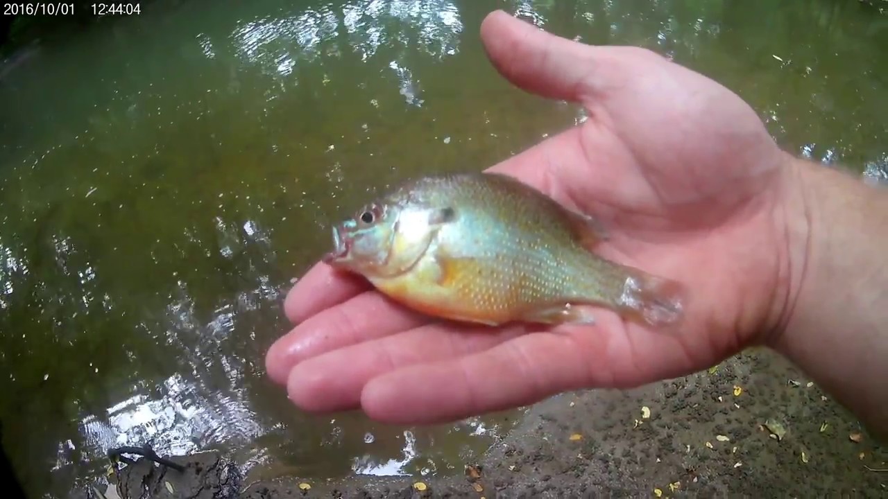 Fishing Little Buffalo Creek and Lake for Sunfish, Rock Bass, and ...