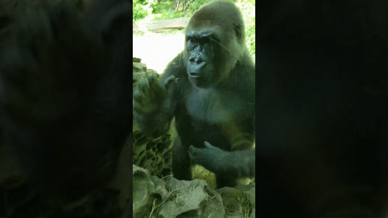 Gorilla bangs on glass at the Bronx Zoo. - YouTube