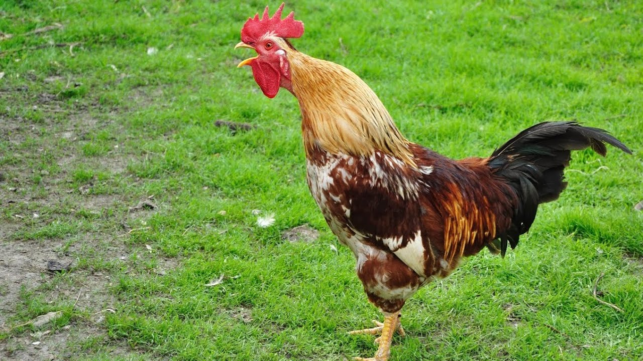 Rooster sound effect| Rooster crowing | Murga ki azan | Murga ki bang ...