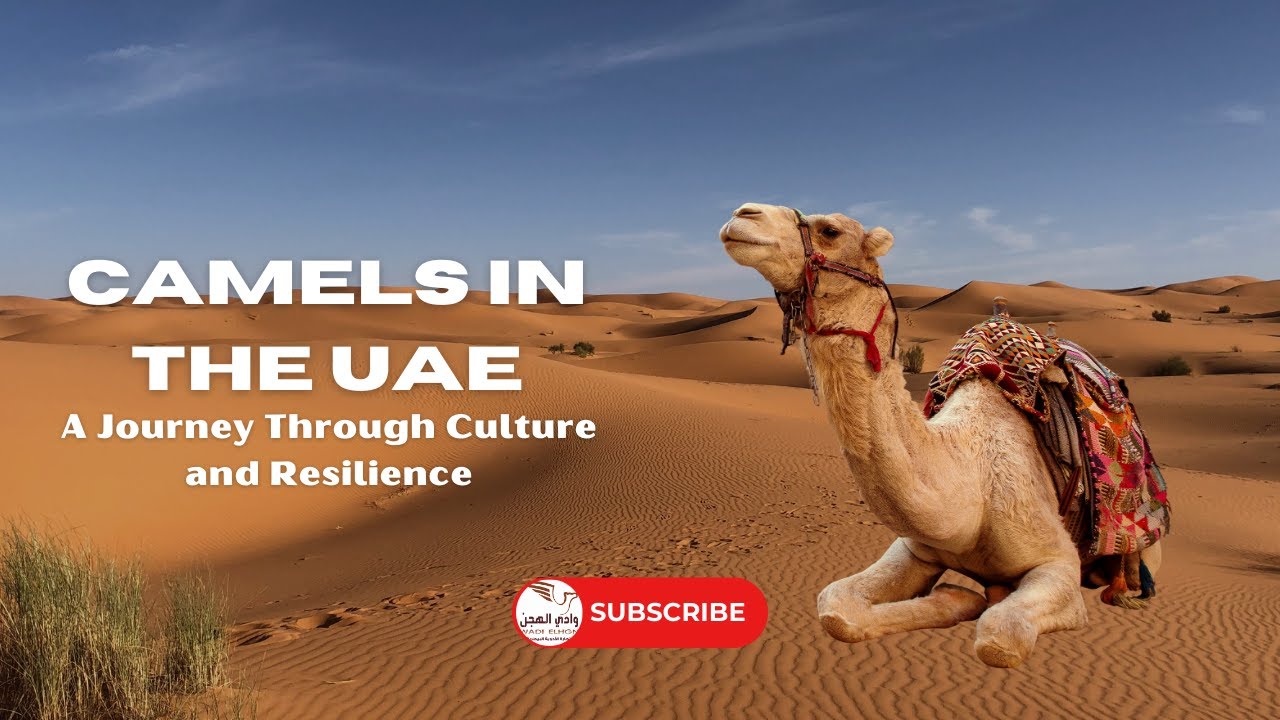 Camels in the UAE: A Journey Through Culture and Resilience - YouTube