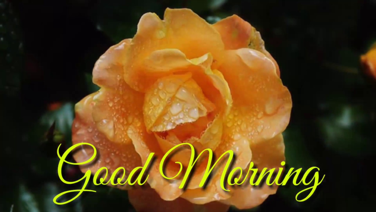 good morning videos for WhatsApp - YouTube