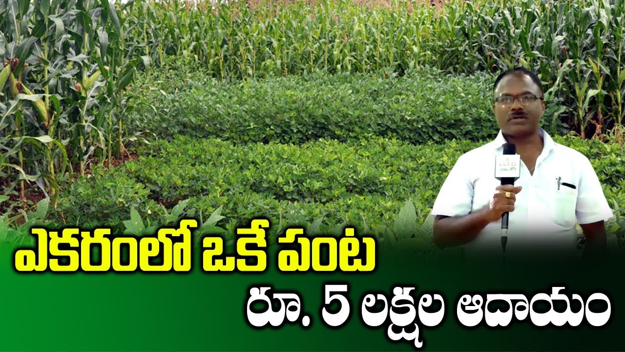 Ideal Farmer Earns High Profits in Fruit Farming || High Yield Crops ...