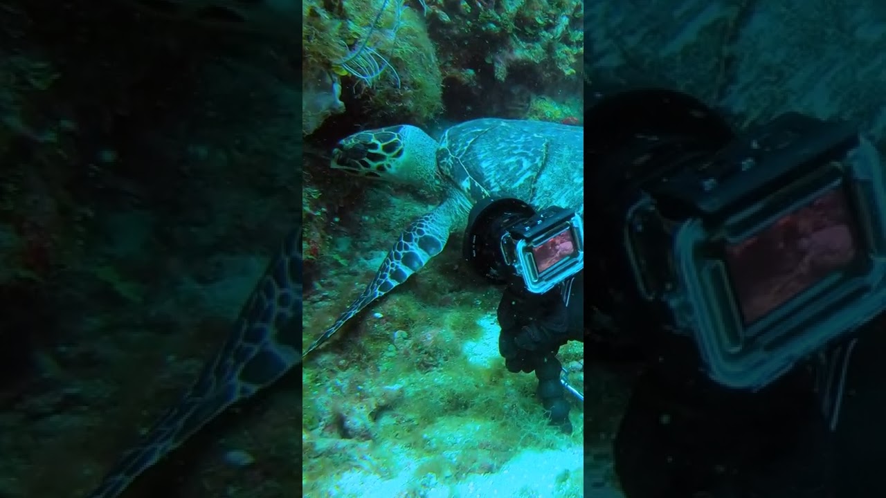 Sea Turtle Eating a Sponge! - YouTube