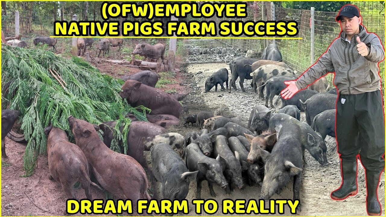 NATIVE PIGS FARM SUCCESS- DREAM FARM TO REALITY - YouTube
