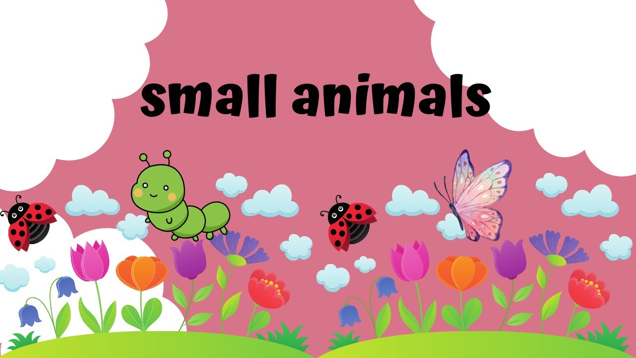 Insects names | vocabulary and facts about insects |small animals ...