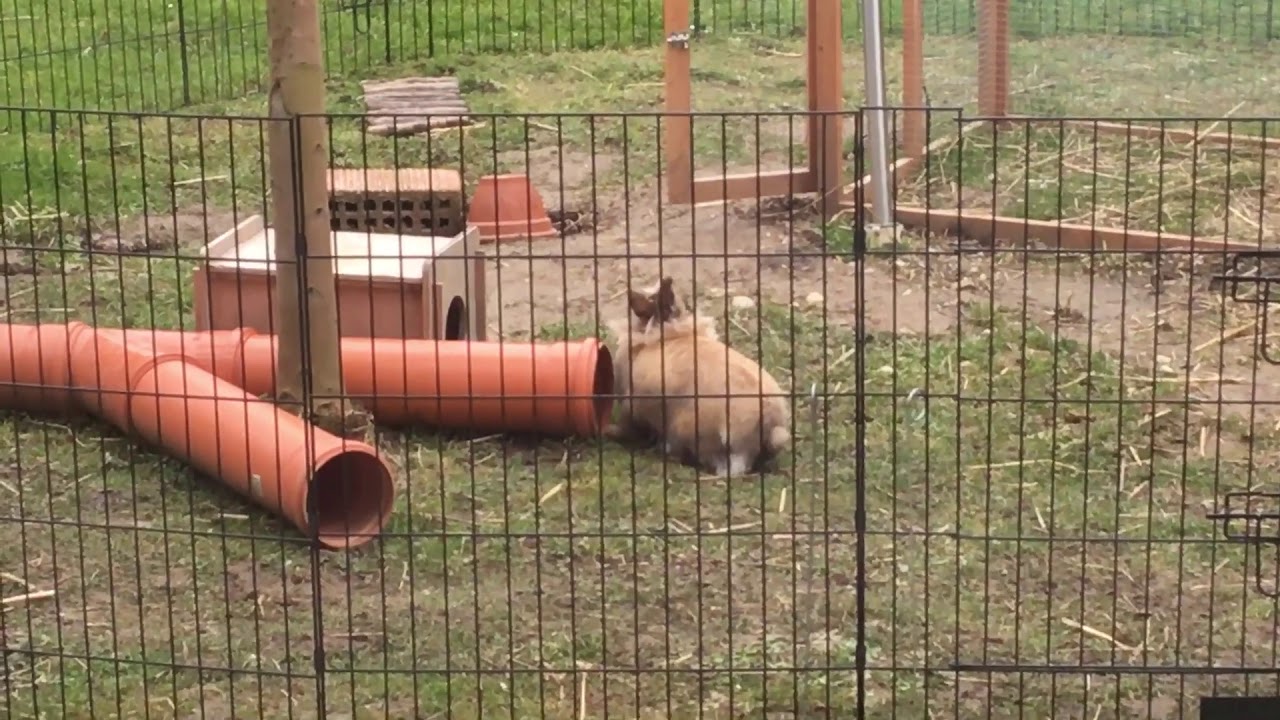 Rabbit managing the pipes - YouTube