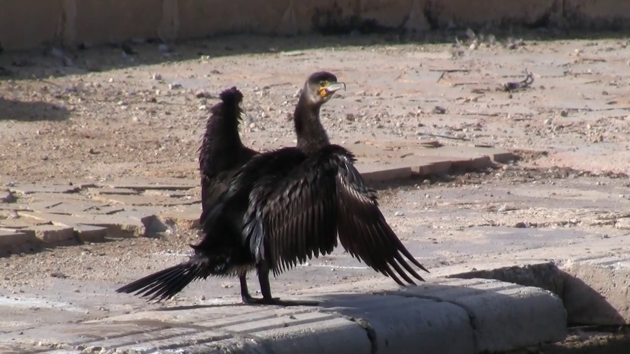 A different breed - YouTube