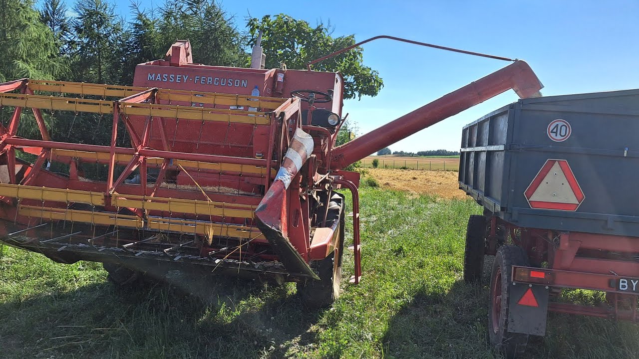 Żniwa 2023 Massey Ferguson 86 czyści jak mało który #agriculture # ...