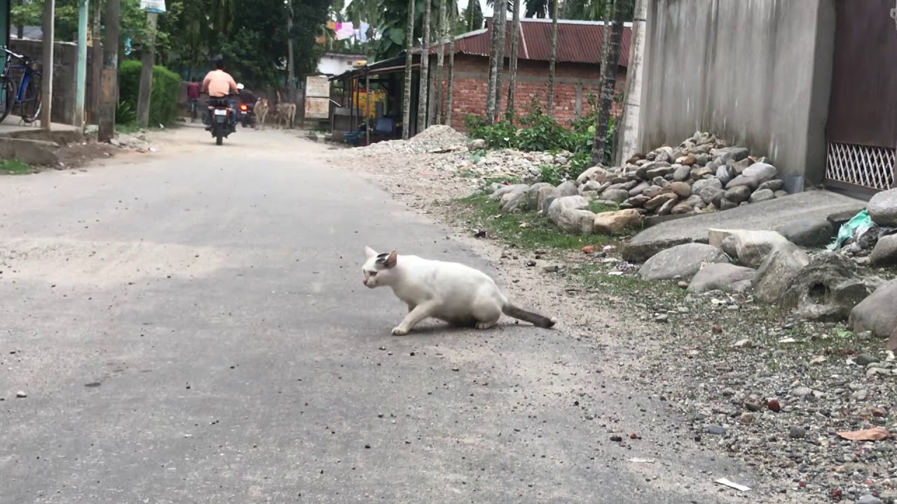 Cat Fight - Paws 🐾 World - YouTube