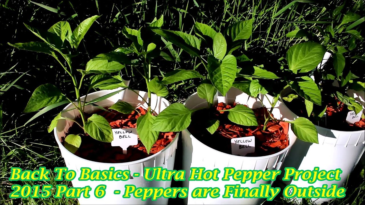 Ultra Hot Pepper Project 2015 - Part 6 - YouTube