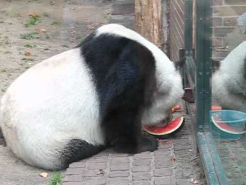 Panda eating Watermelon in berlin zoo