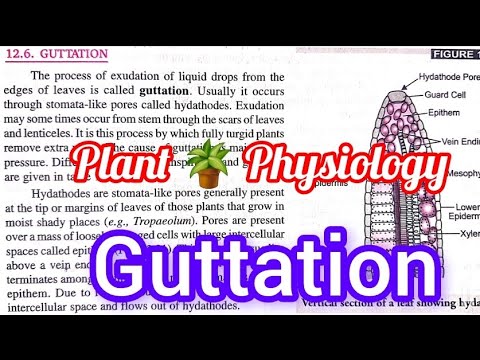 Guttation...Plant Physiology - YouTube