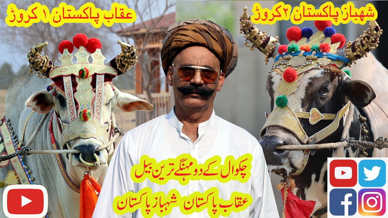 MOST EXPENSIVE BULLS OF CHAKWAL PAKISTAN. Exclusive Big And Most ...