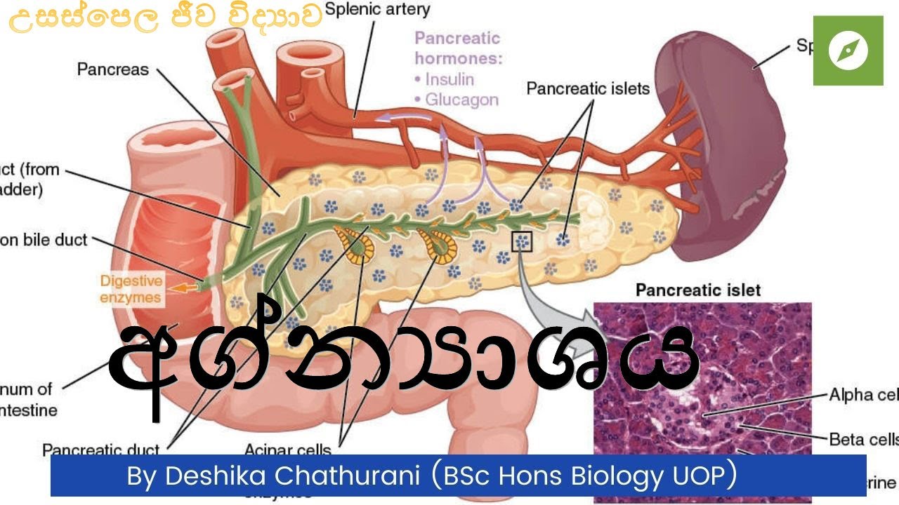 අග්න්‍යාශය ව්‍යුහය සහ කෘත්‍යය | The Pancreas and Its Functions | AL ...