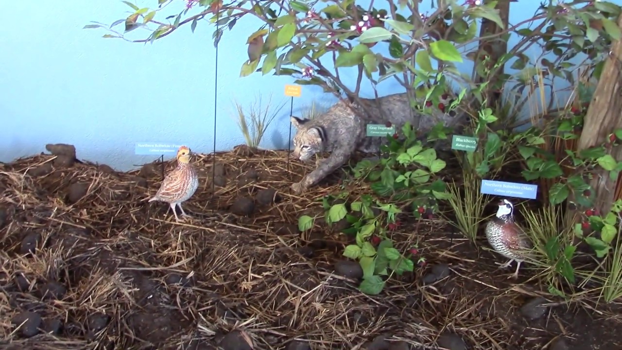 Goose Pond Fish and Wildlife Area (3-7-2020) - YouTube