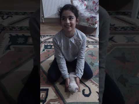 şeker kızlar Scottish Fold yavrumuzu tanıtıyoruz