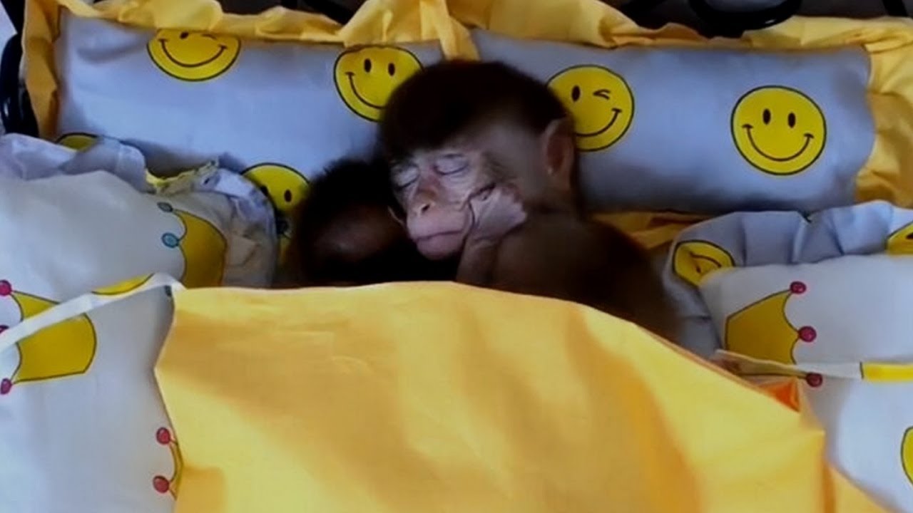 This monkey mother is very good at taking care of her monkey baby - YouTube