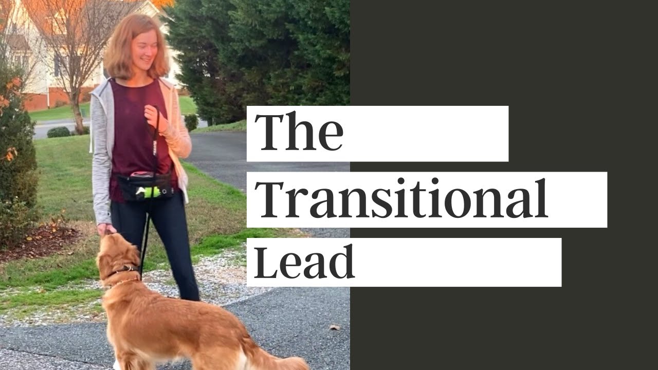 How to condition a Transitional leash - YouTube