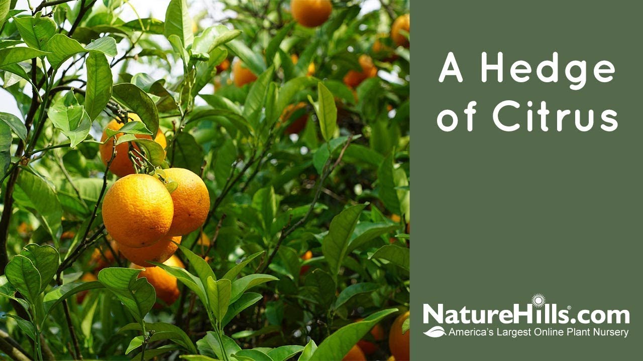 A Hedge of Citrus | Naturehills.com - YouTube