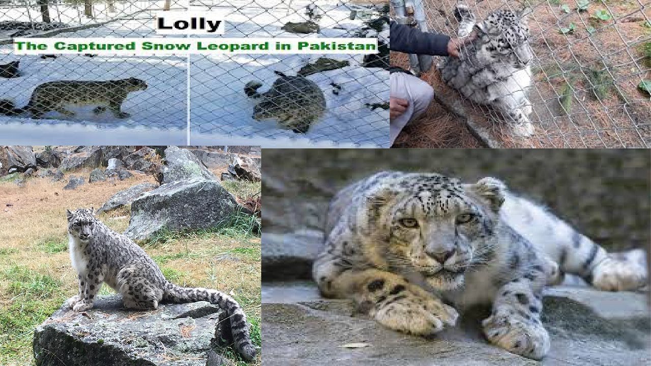 Lolly - The Captured Snow Leopard in Naltar Valley Gilgit Baltistan ...
