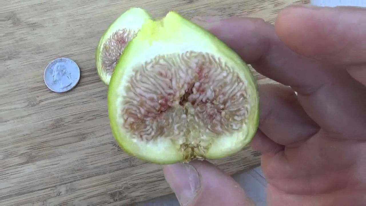 Desert King Breba Fig 2015 - YouTube