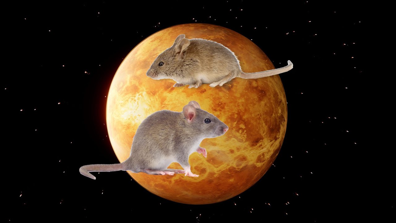 🔴 Mice On Venus - YouTube