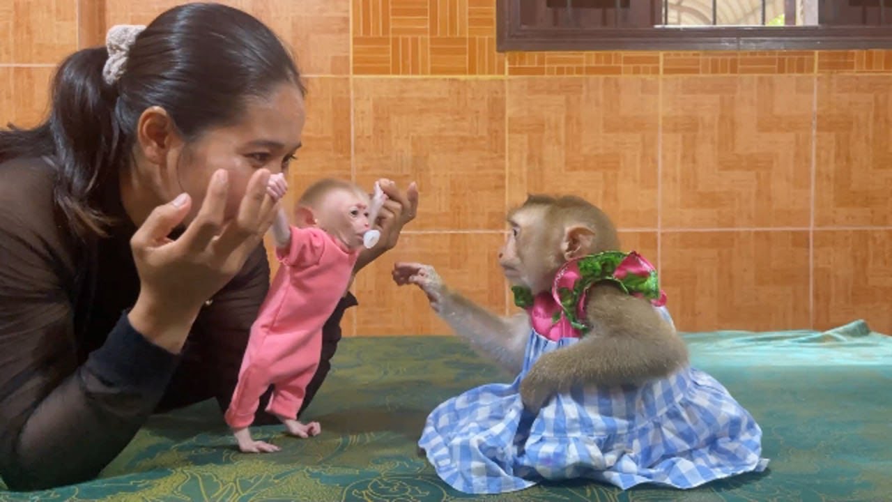 A Tong Calmest Standing Stare Afraid To Join With Marry Snack - YouTube