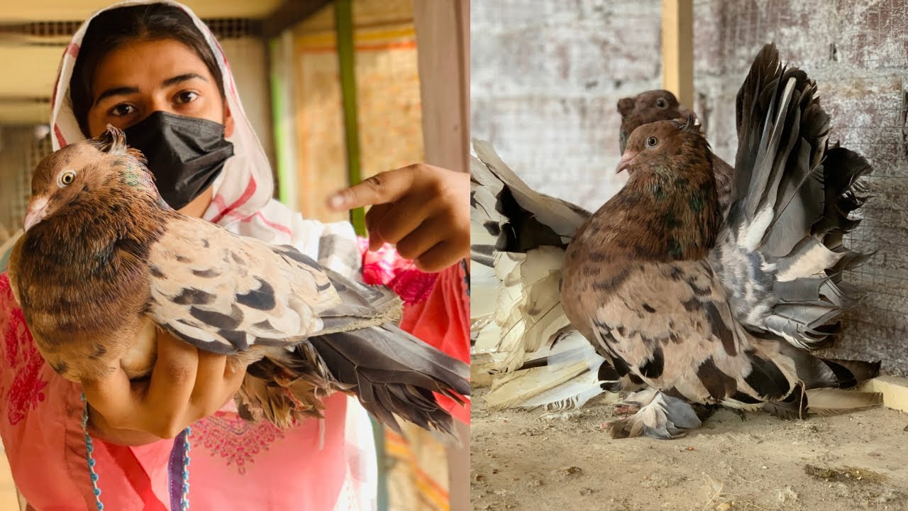 ALMOND AMERICAN FANTAIL PIGEON 🕊️| MOST BEAUTIFUL LUCKY PIGEONS - YouTube