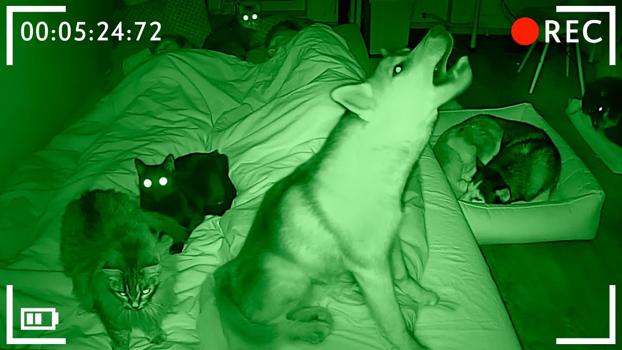 Now I Know What's Going On I'm Dreaming! What Does It Mean To Sleep With Three Cats And Husky ...