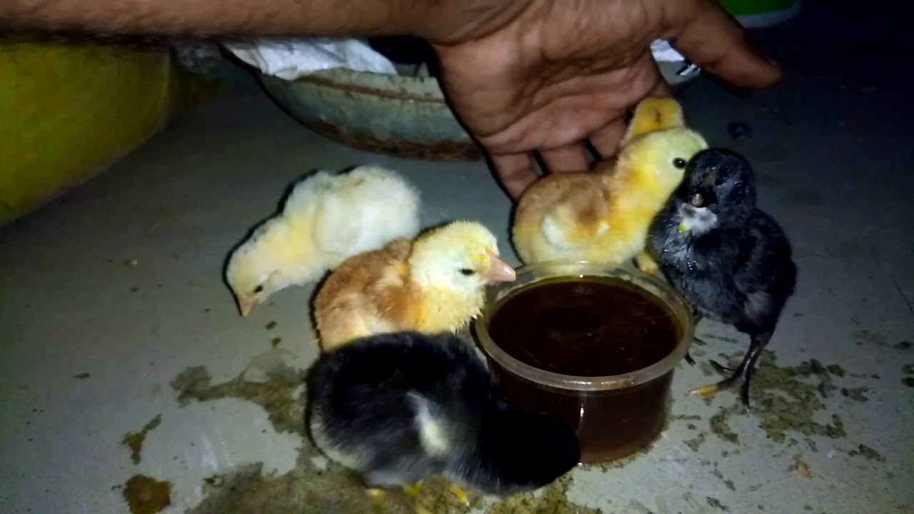 Best feed and drink to reduce chicks death rate - YouTube
