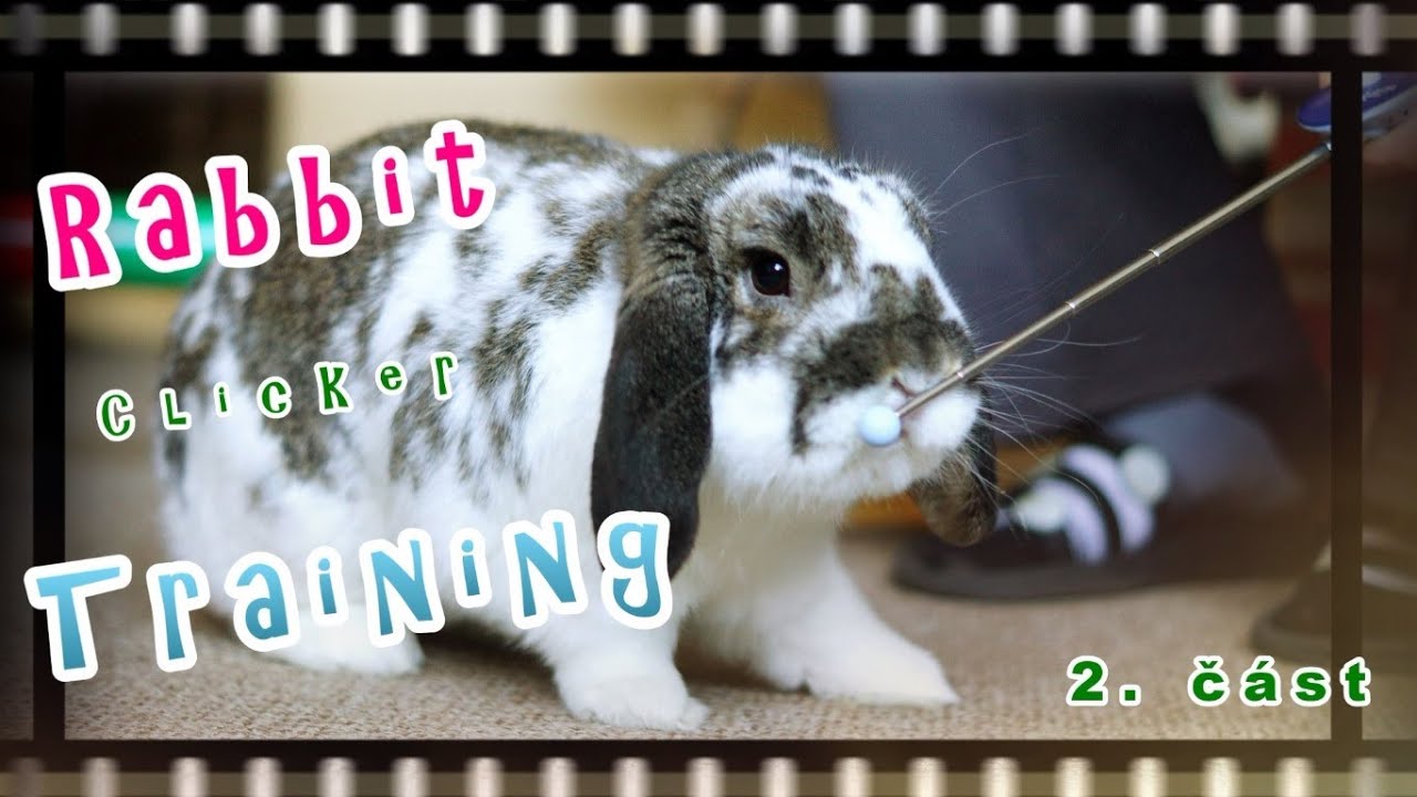 Rabbit Clicker Training - part 2 - YouTube