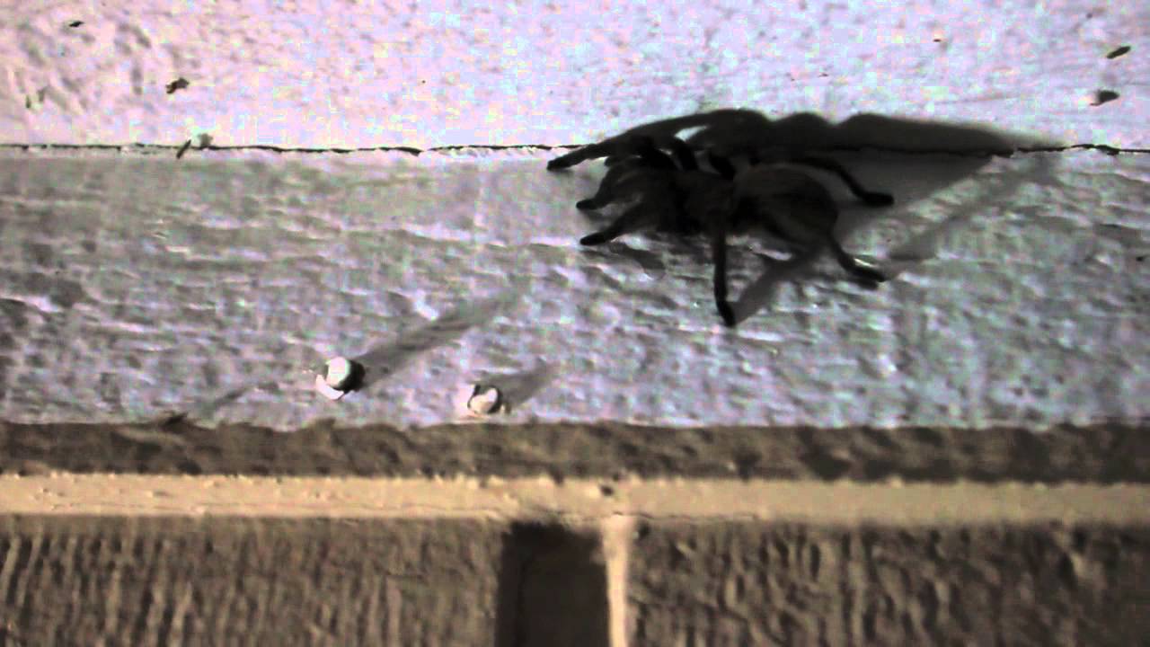 Tarantula spider chilling above the house door April 1,2012 ...