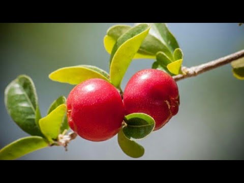 Vişne Ne Zaman Ekilir? Hangi Aylarda?