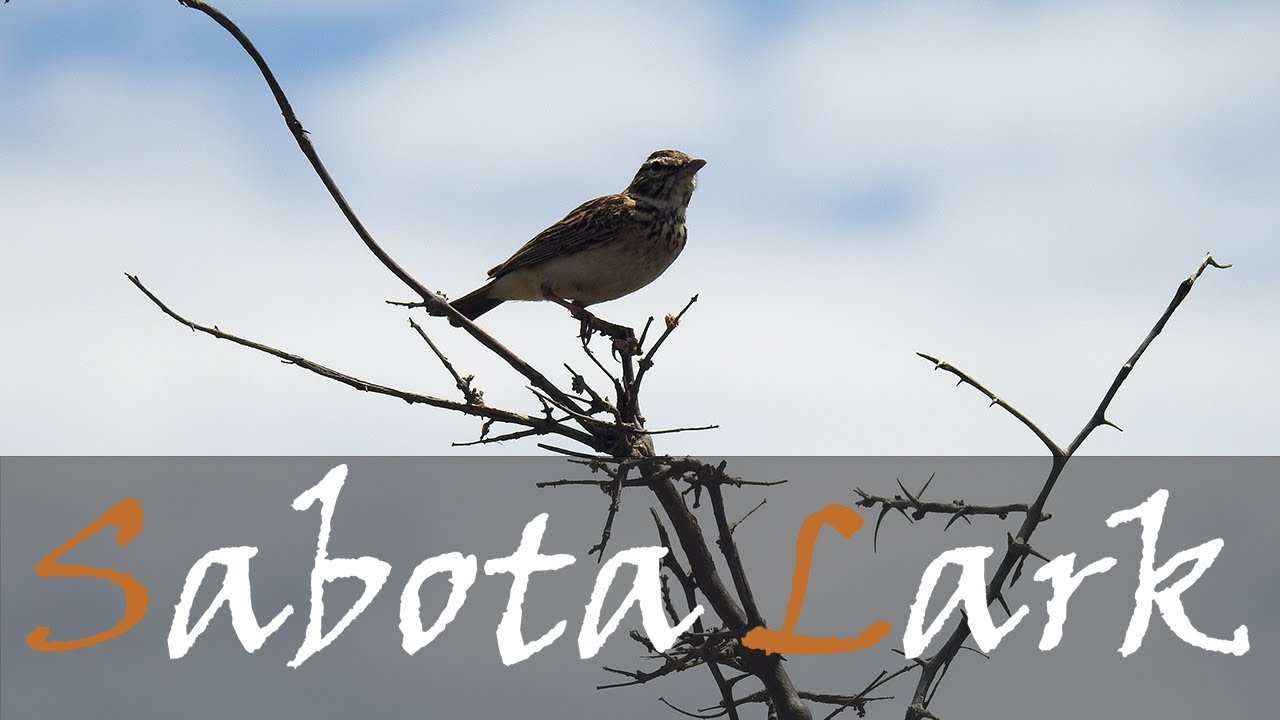 Sabota Lark (Mirafra sabota) Bird Call & Video | Larks & Pipits Of ...