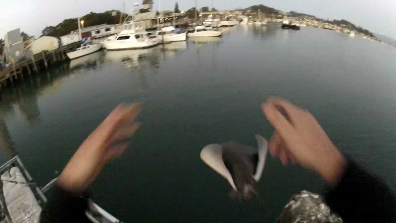 Moro Bay, CA BAY Fishing - YouTube