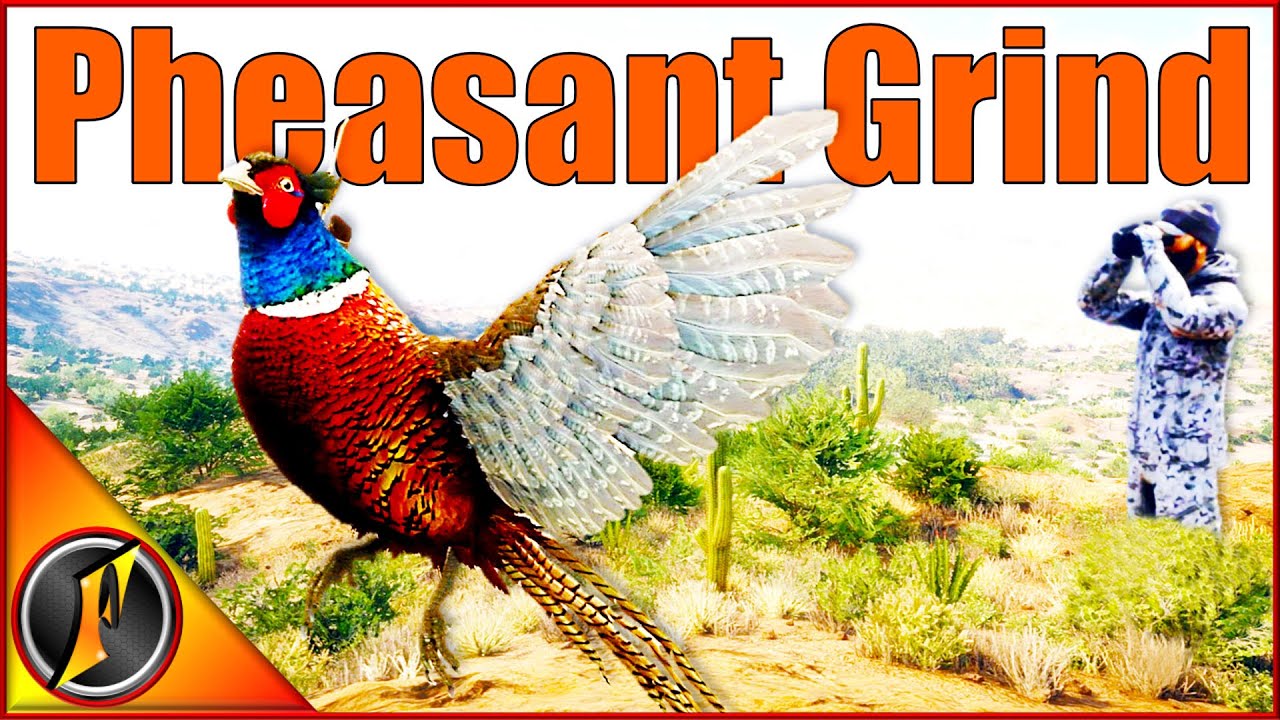 Huge Rooster Pheasants Everywhere on Our Rare Pheasant Grind! - YouTube