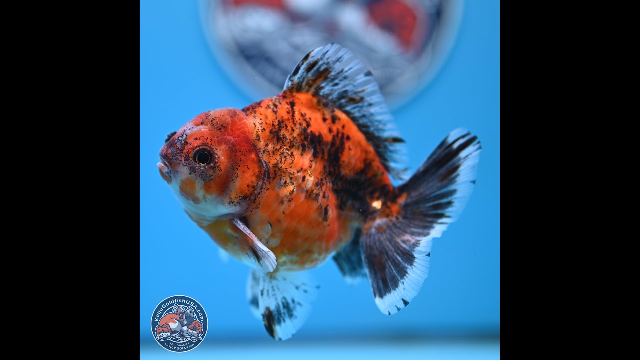 Shogun Tiger Oranda 3.5 inches Body - Male (250328_OR01) - YouTube