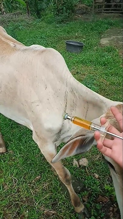 Pemberian vitamin penambah daya tahan/imun tubuh sapi #shorts #fypシ゚ #sapi - YouTube