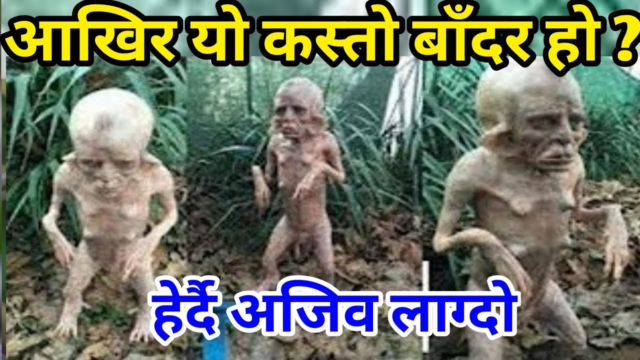 आखिर यो कस्तो बाँदर हो ? || Most Amazing Rare Monkeys in the World ...