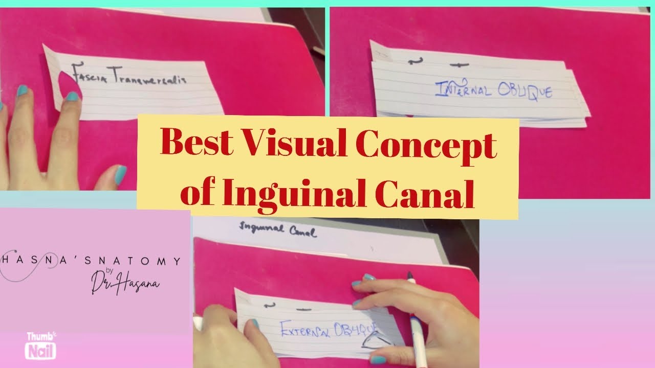 Inguinal canal Layers & Mechanism | Visual BEST concept - YouTube