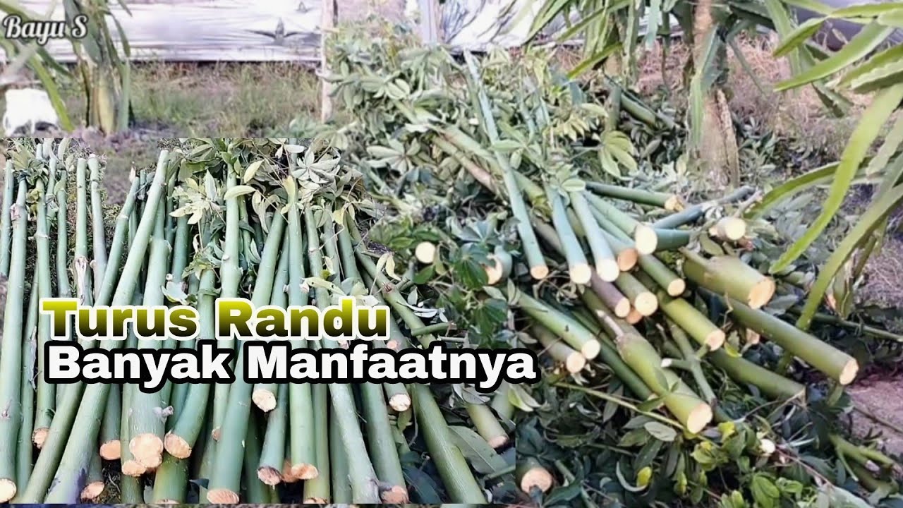 Pohon Randu Banyak Manfaatnya - YouTube