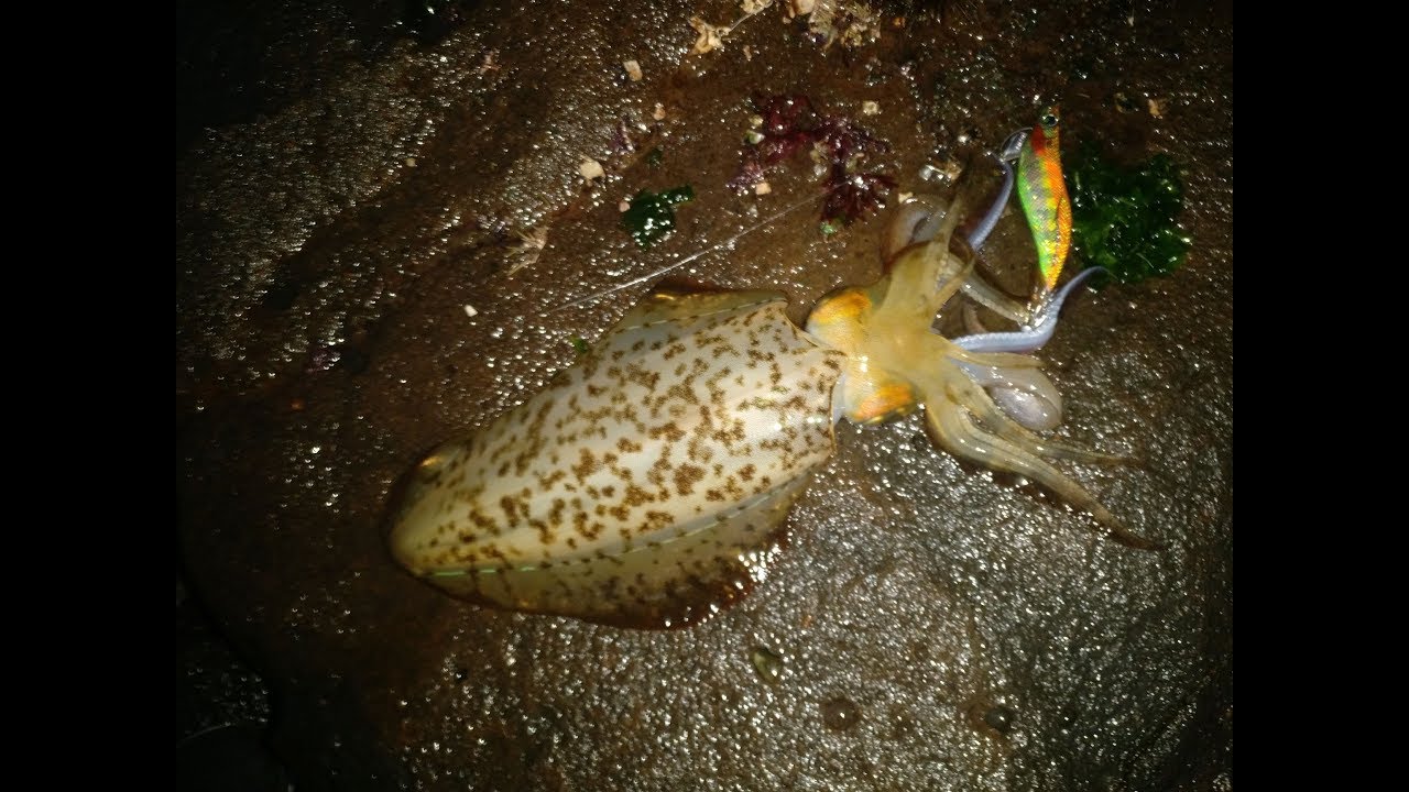 Brighton Pier Squid Fishing IDEAL conditions - YouTube