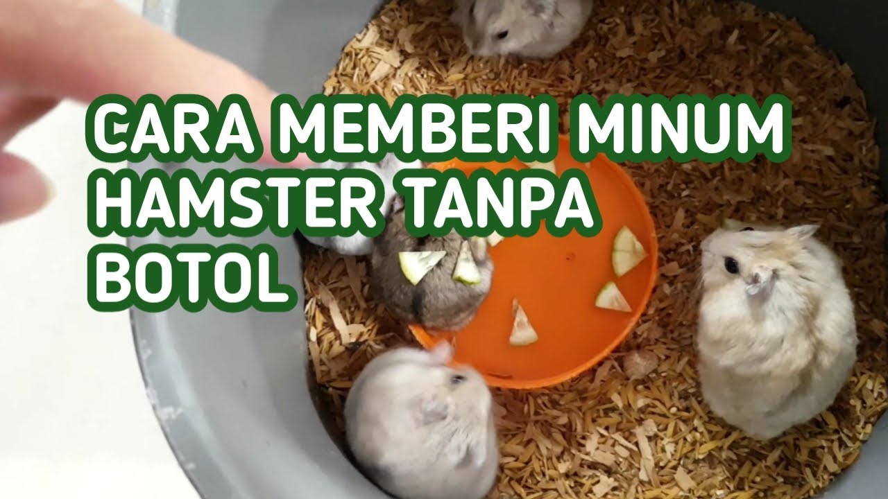 Cara Memberi Minum Hamster Tanpa Botol - YouTube